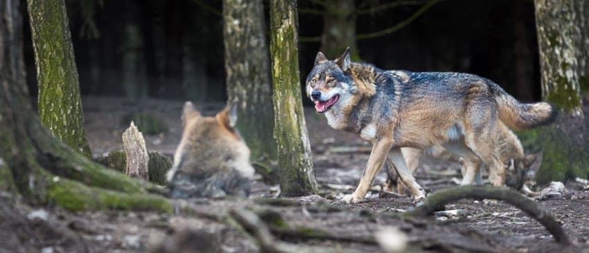 Wolves | North Shore Animals - Cascade Vacation Rentals